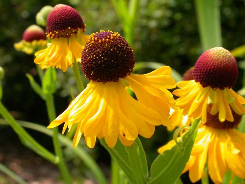 Helenium flexuosum (purple-headed sneezeweed)