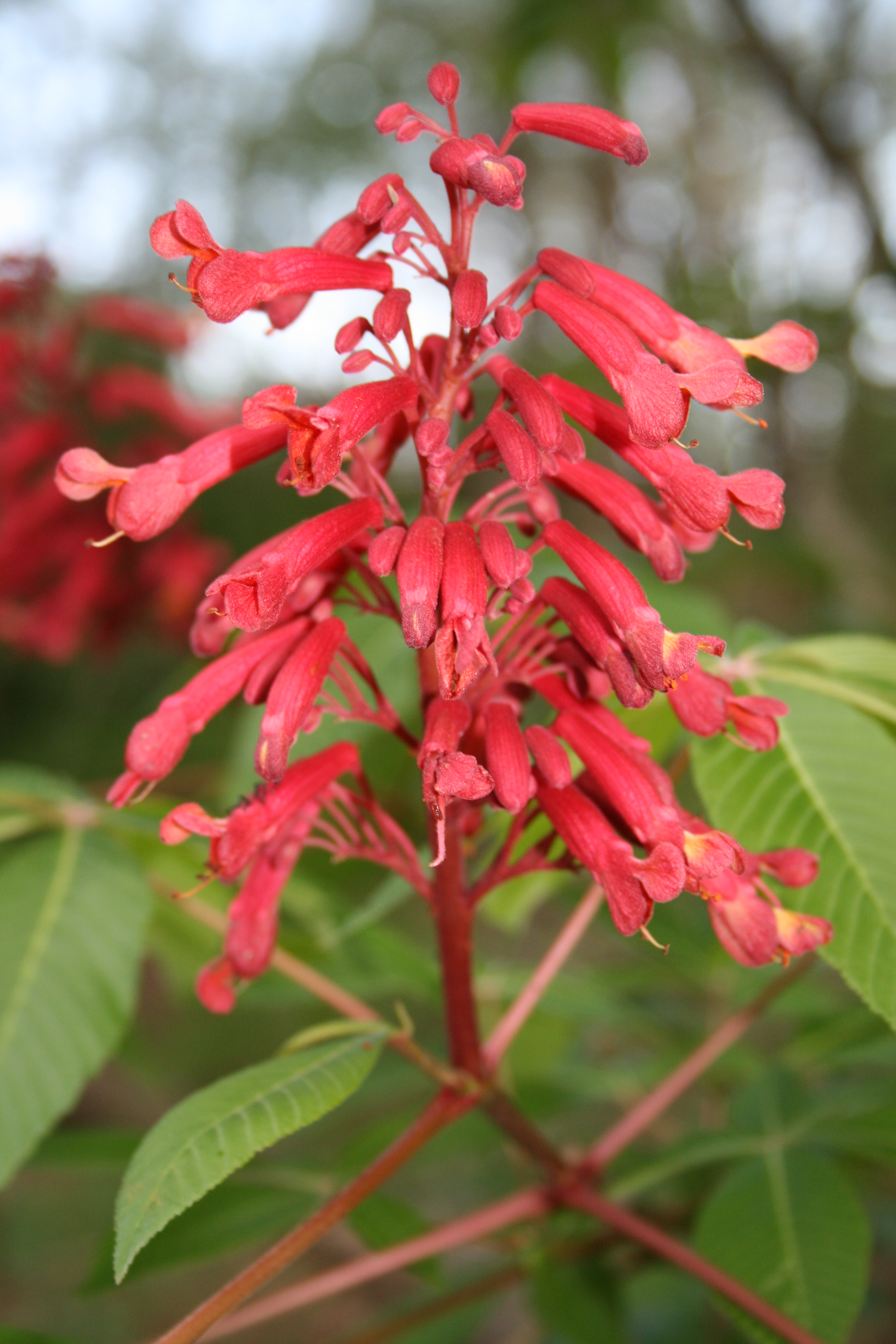 aesculus red buckeye