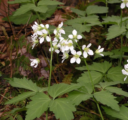Cardamine diphylla (broadleaf toothwort)