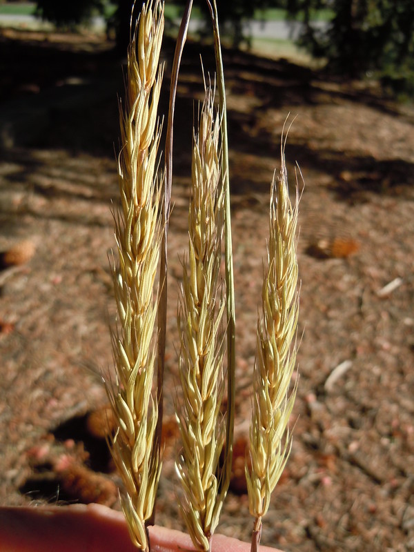 Elymus viginicus (Virginia wild rye)