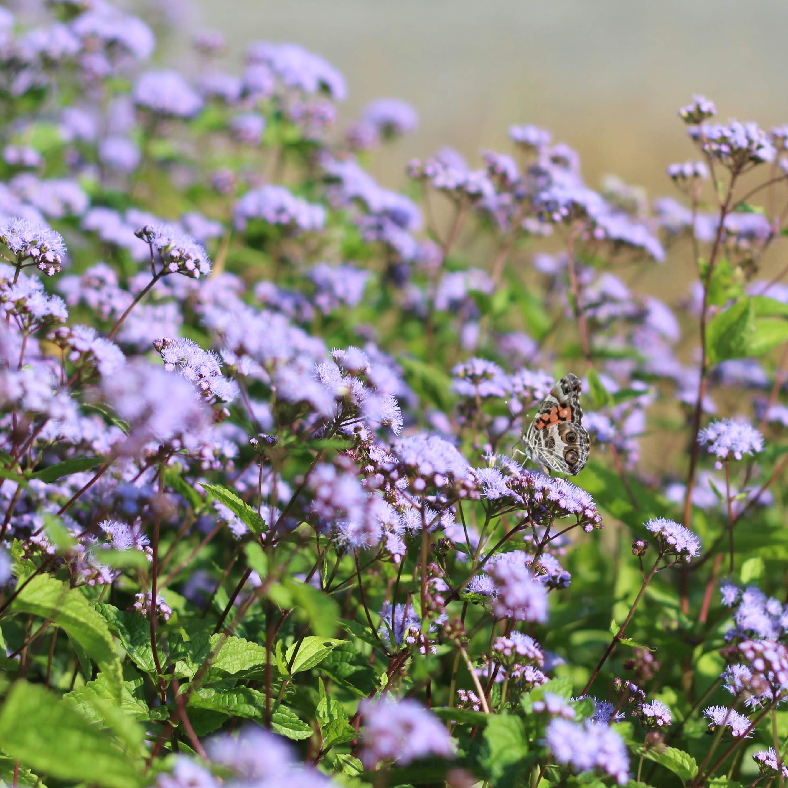 Eupatorium coelestinum (Conoclinium coelestinum) (blue mistflower)