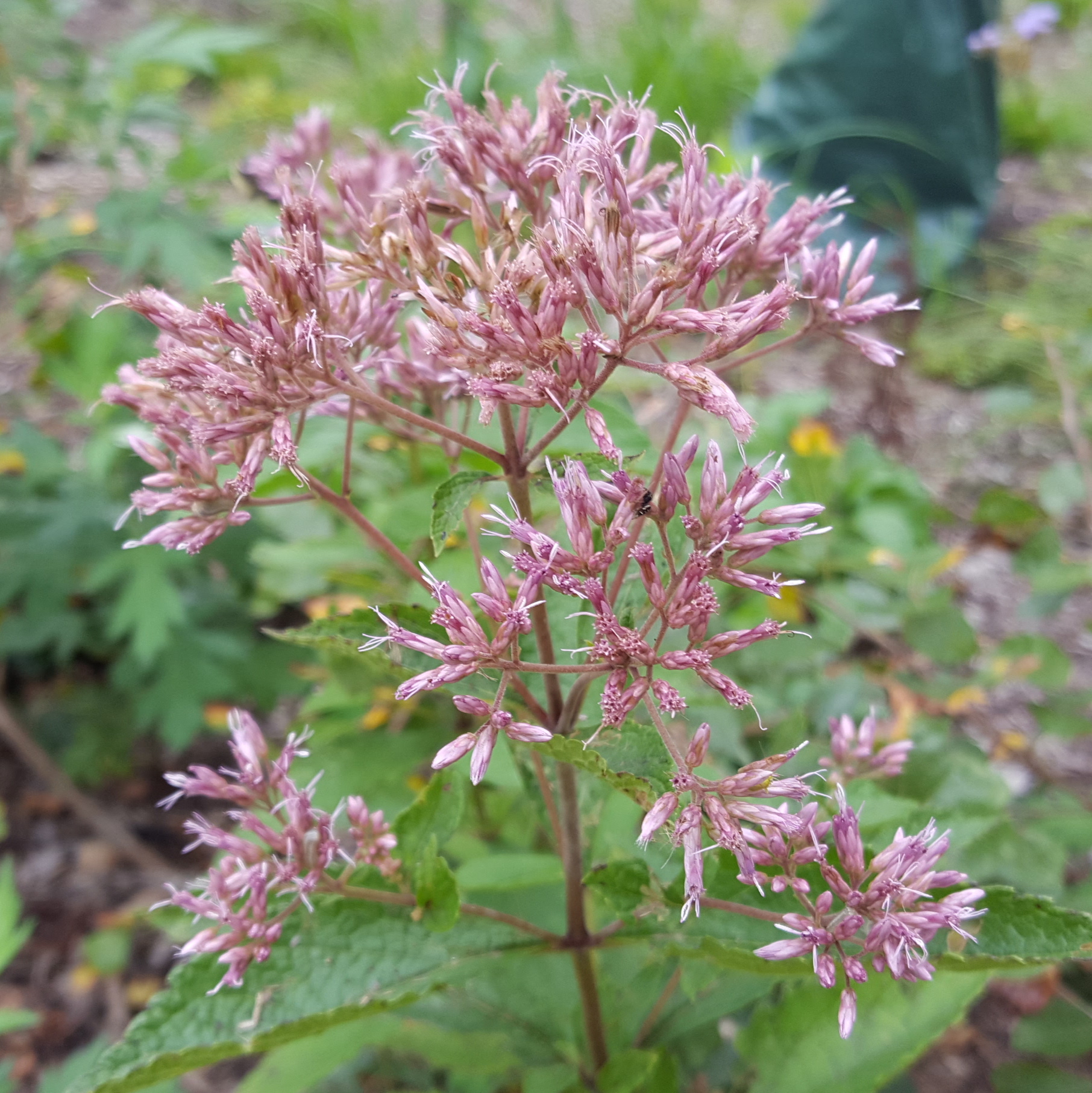 Eutrochium dubium (Eupatorium dubium) ( coastal Joe-pye weed)