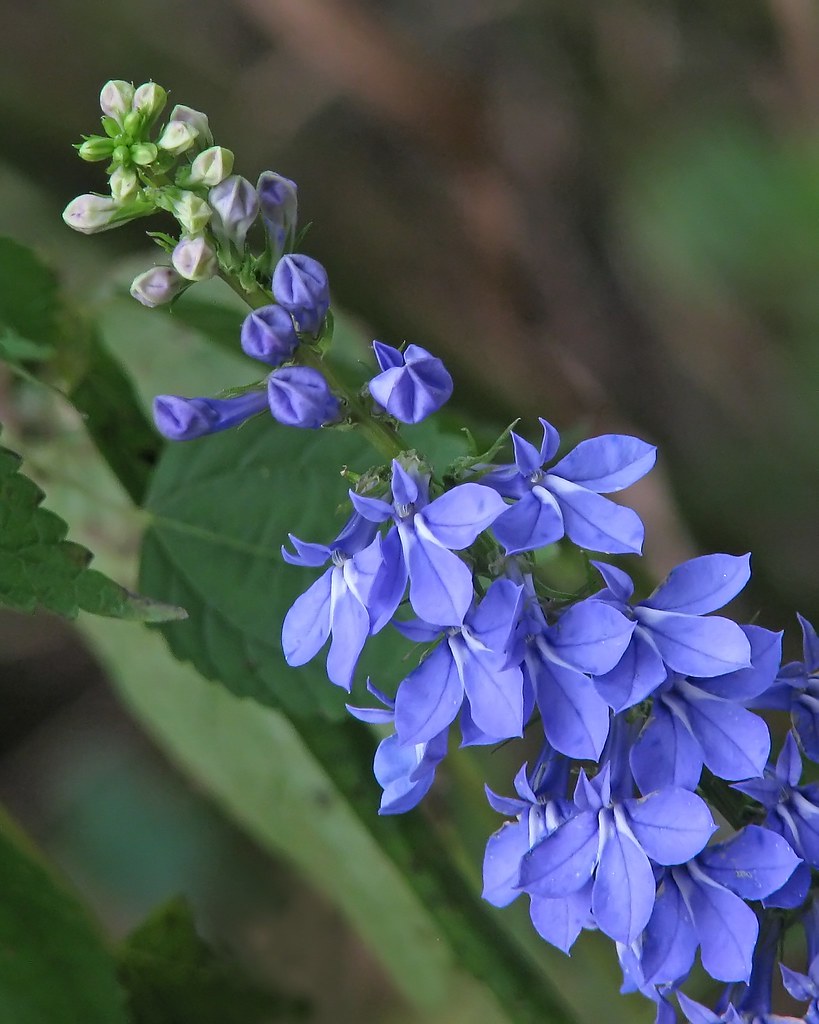 lobelia puberula range