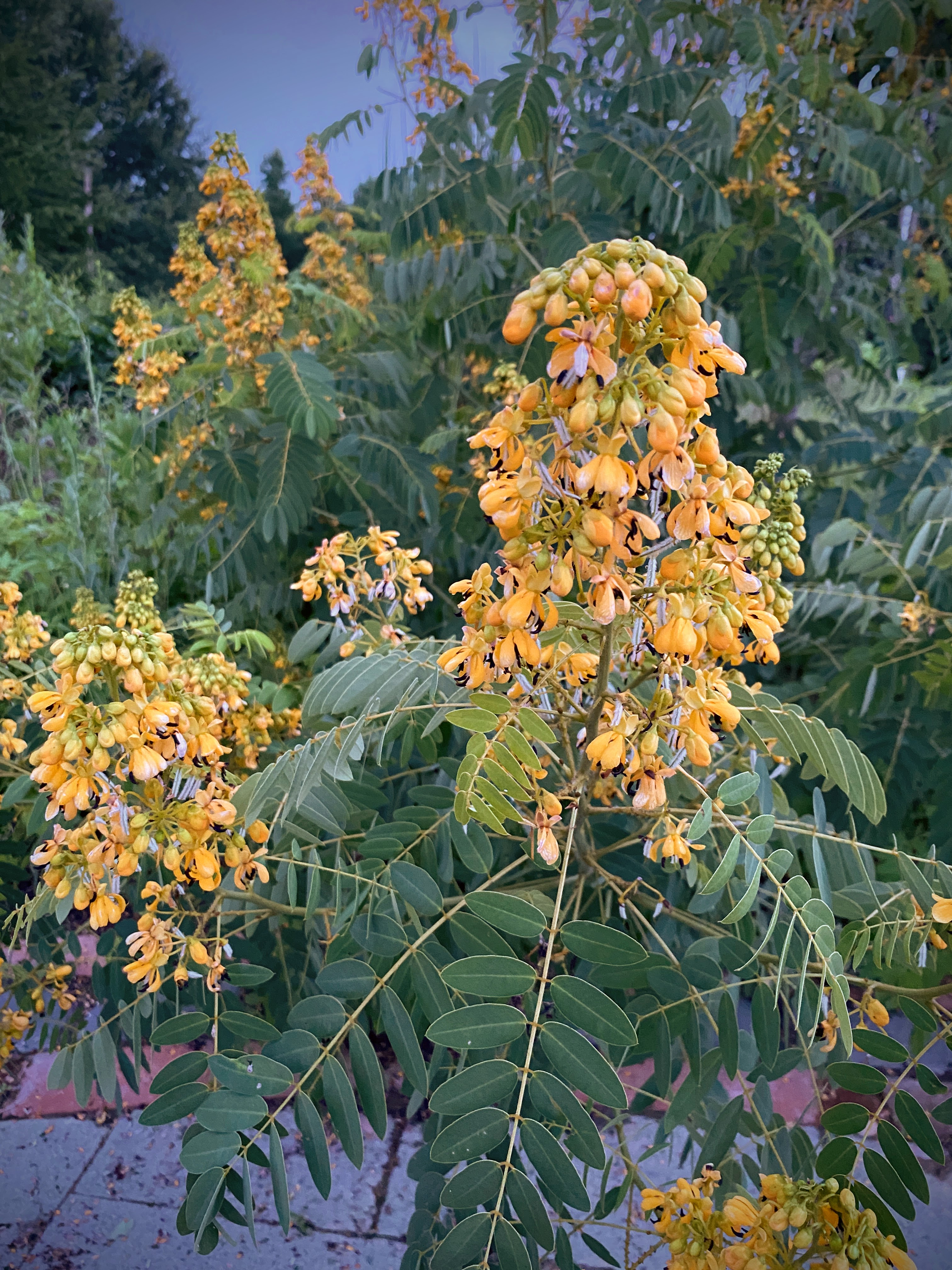 senna hebecarpa