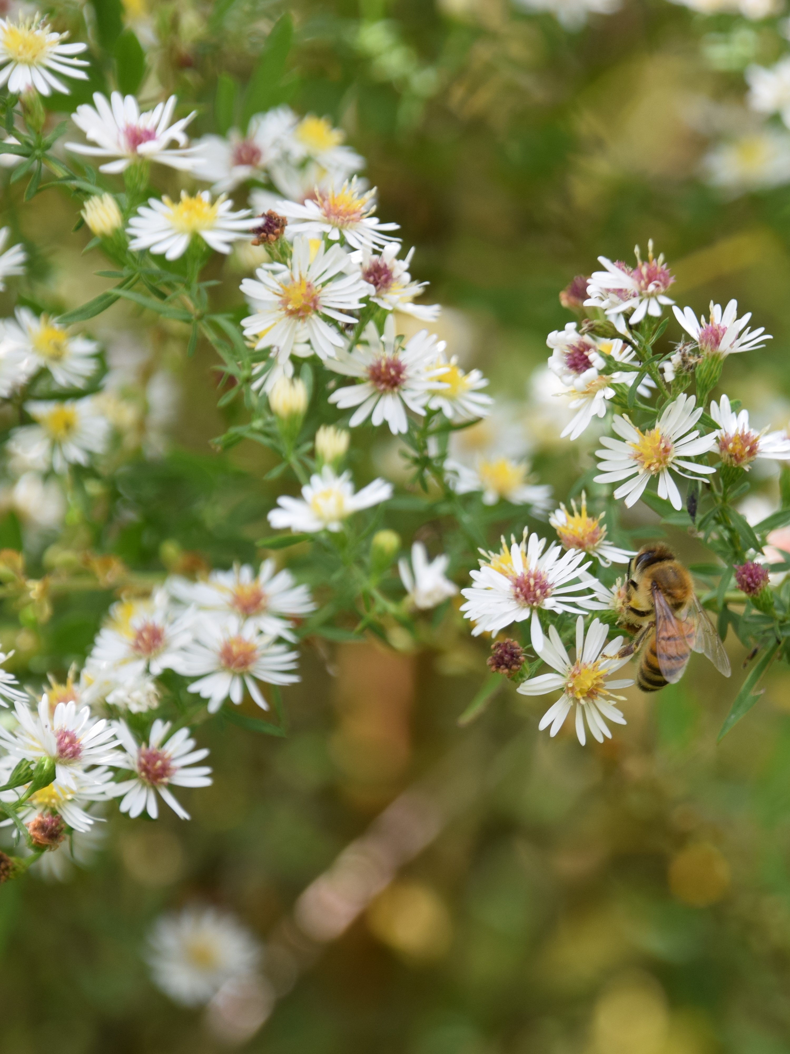 calico aster uses