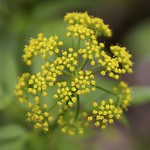 Zizia aptera (heartleaf golden alexander)