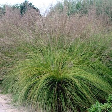 Prairie Dropseed — The Conservation Foundation