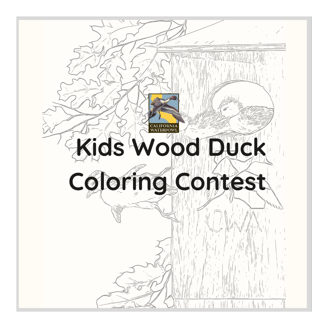 duck hunting coloring pages for kids