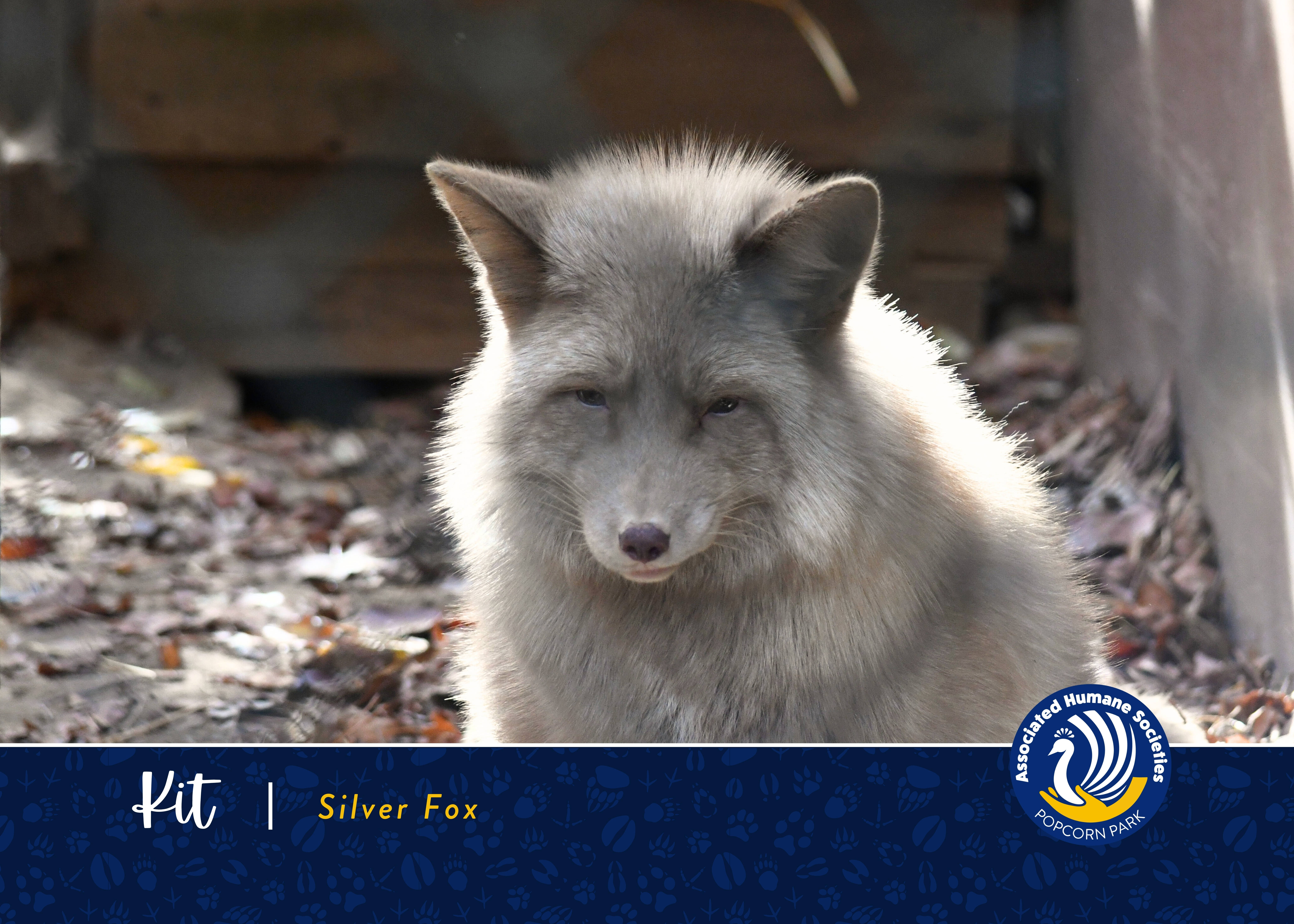 silver fox kit