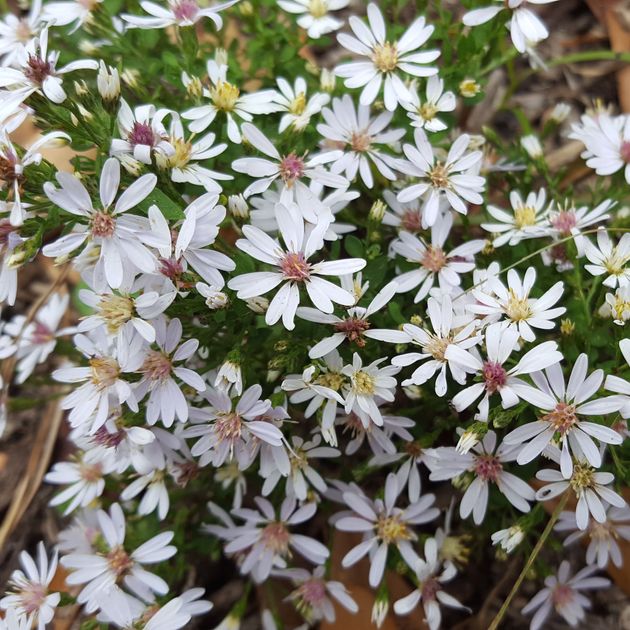 Aster divaricatus (Eurybia divaricata) (white wood aster)