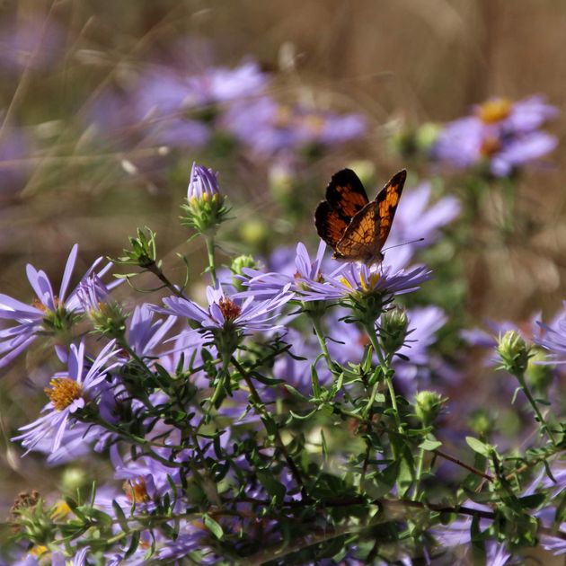 Aster oblongifolius (Symphyotrichum oblongifolium) 'October Skies ...