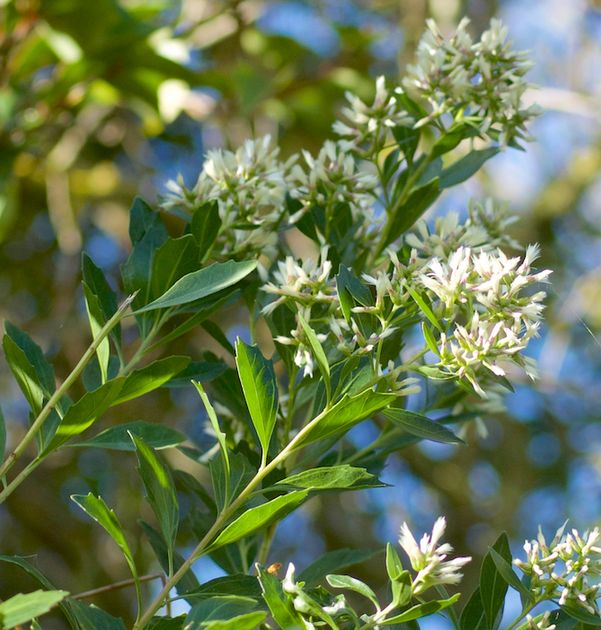 Baccharis halimifolia (groundseltree)
