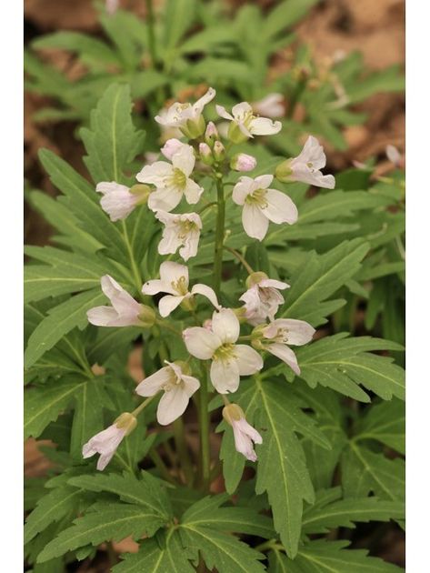 Cardamine concatenata (cutleaf toothwort)