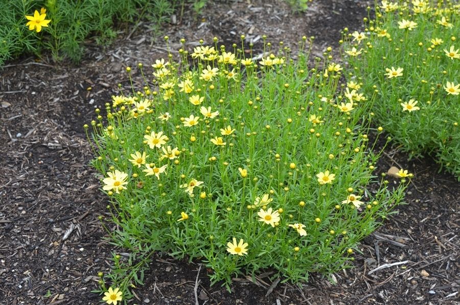 threadleaf coreopsis deer resistant