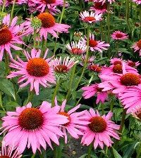 Echinacea purpurea 'Ruby Star' (ruby star coneflower)