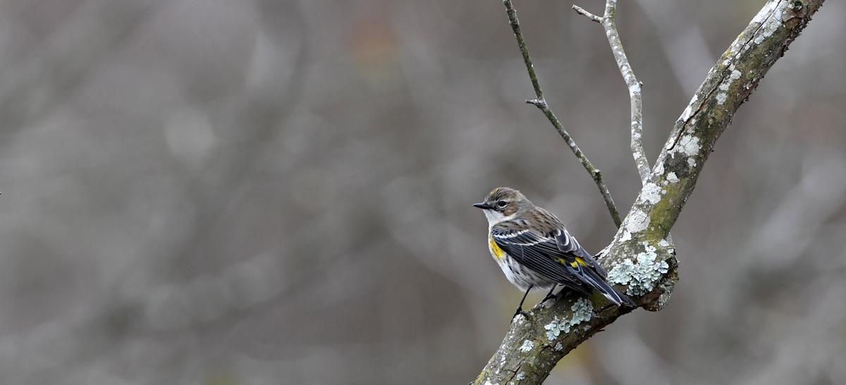 Fall Migration Walk – September 13, 2025