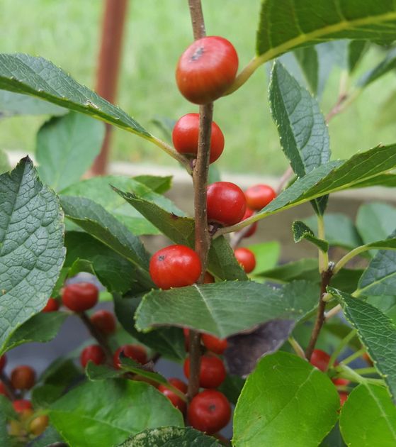 Ilex verticillata 'Red Sprite' (winterberry, female)