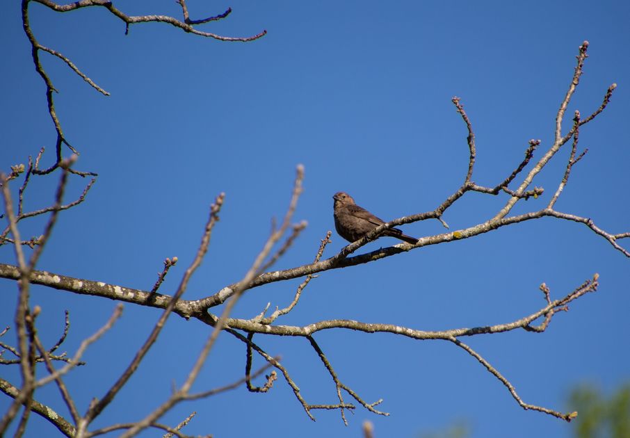 Spring Songbird Migration Walk - April 22