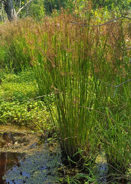 juncus acuminatus