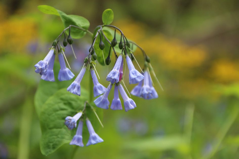 Mertensia virginica (Virginia bluebells)