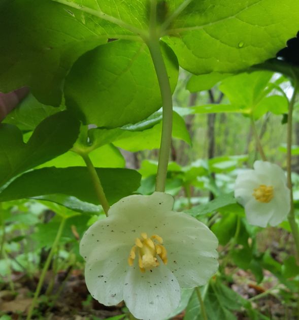 Podophyllum peltatum (mayapple)