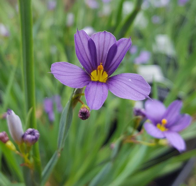 Sisyrinchium Angustifolium Lucerne Blue Eyed Grass