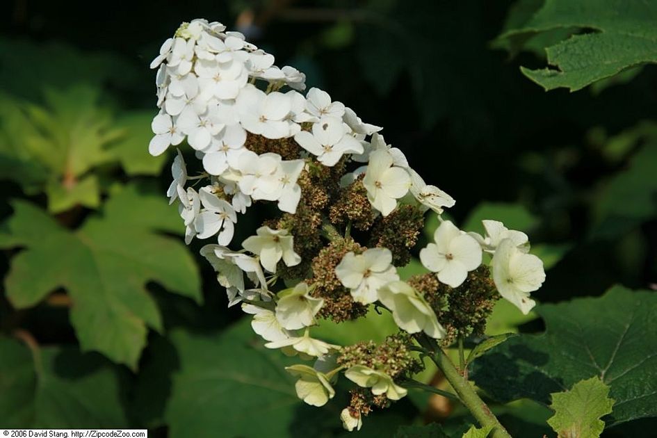 Hydrangea quercifolia 'Snow Queen' (oakleaf hydrangea)