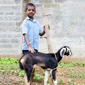 Goat — India Partners