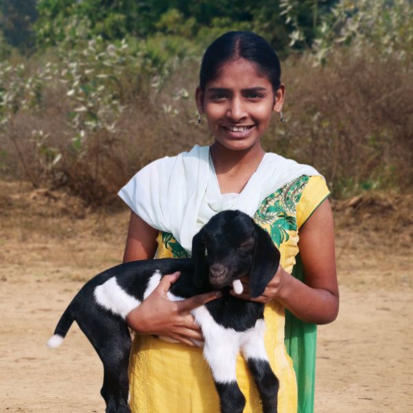 Goat — India Partners