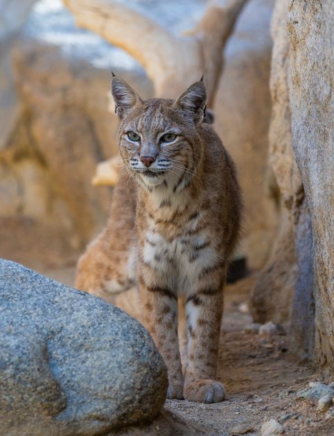 Bobcat — The Living Desert