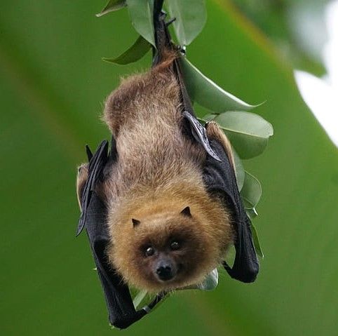 Bat — The Living Desert