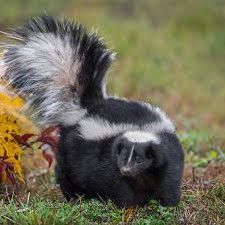 Striped Skunk — The Living Desert