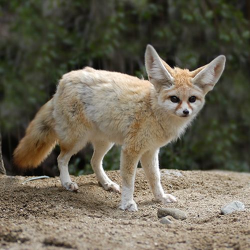Fennec Fox — The Living Desert