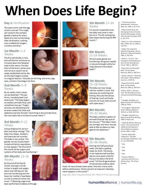 When Does Life Begin Fact Sheet — Human Life Alliance