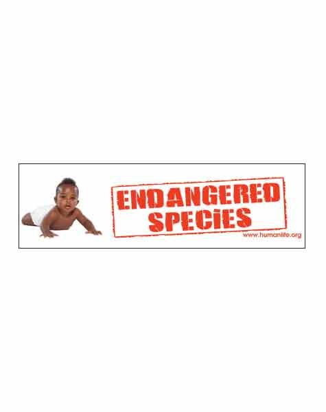 Endangered Species African American Bumper Sticker — Human Life Alliance