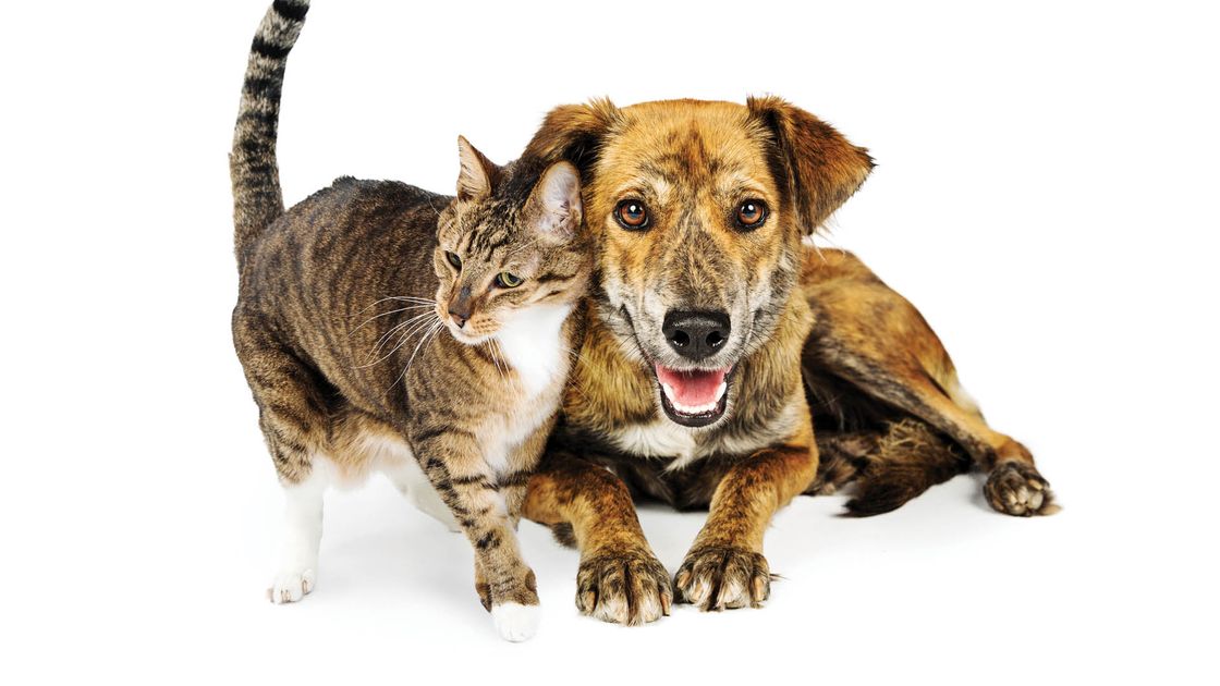 Become a Monthly Pet Partner — Humane Society of Tampa Bay