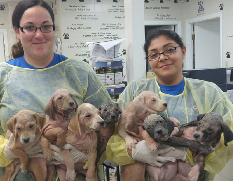 *RESERVED* Animal Intake Lobby — Humane Society of Tampa Bay