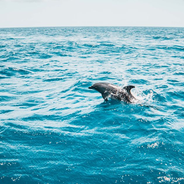 Dolphin Tour — The Timothy Initiative