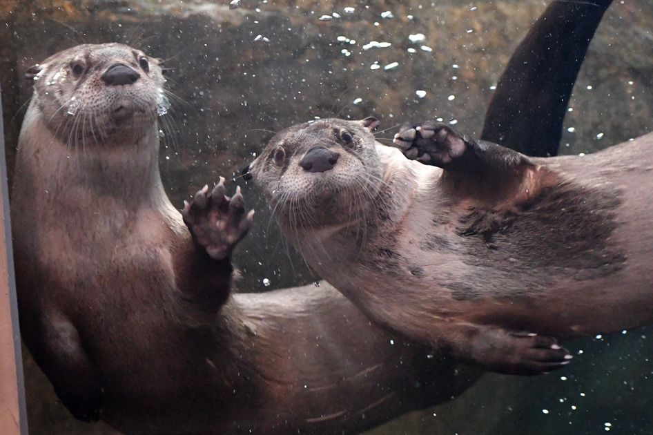 Family Membership — GWDC