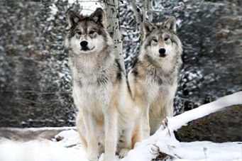 Duo Membership — GWDC