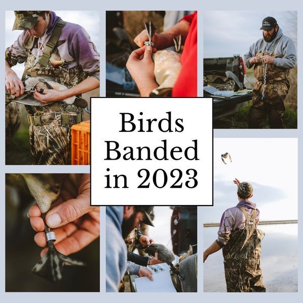 Birds banded in 2023 — California Waterfowl