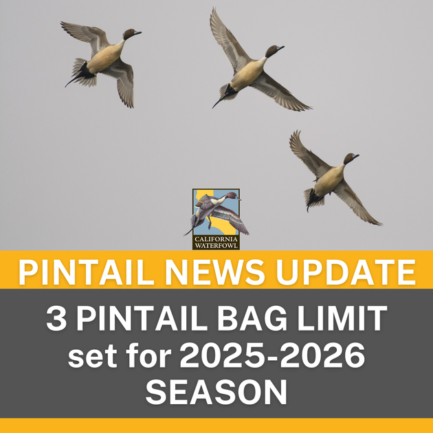 3 Pintail Bag limit set for 2025-2026 season — California Waterfowl