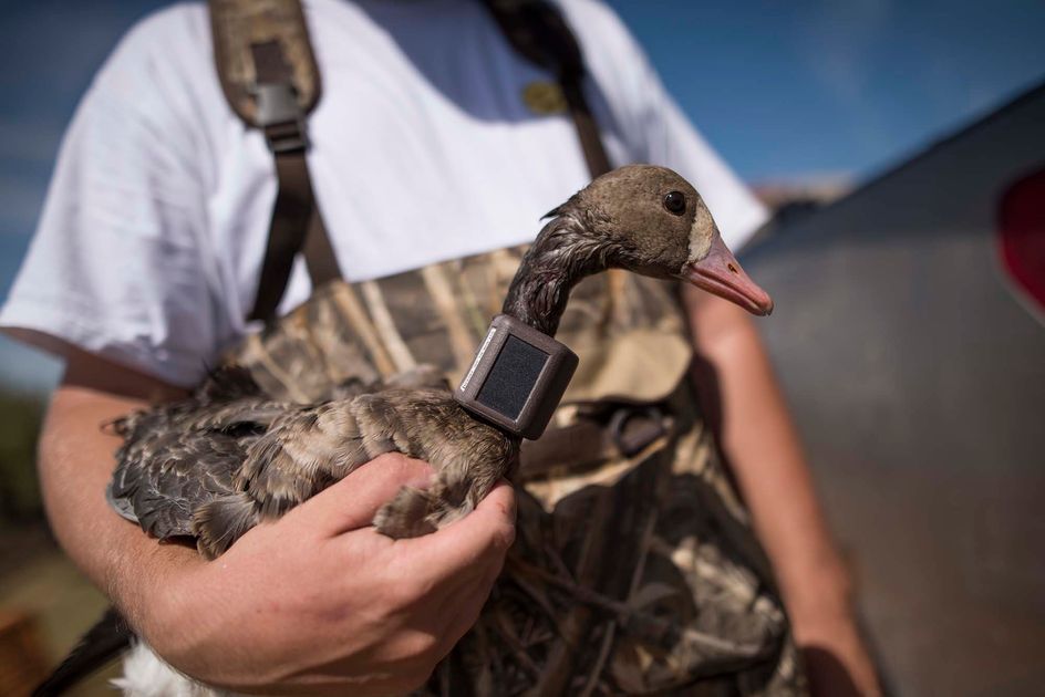 can ducks wear collars