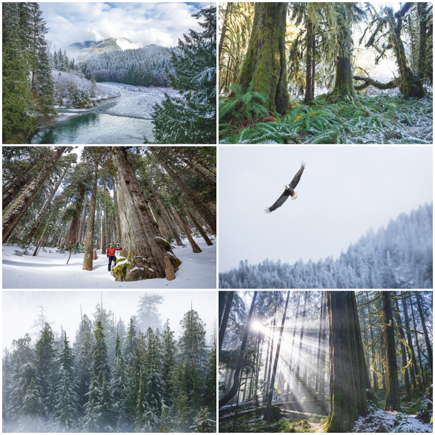 Winter Wonders Card Set — Ancient Forest Alliance