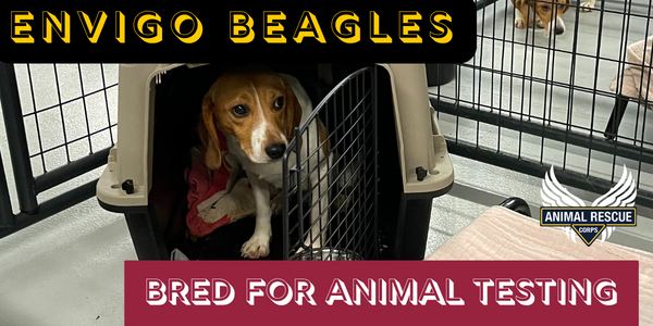 Envigo Beagles — Animal Rescue Corps