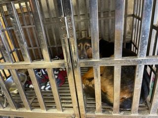 Operation Shutdown — Animal Rescue Corps