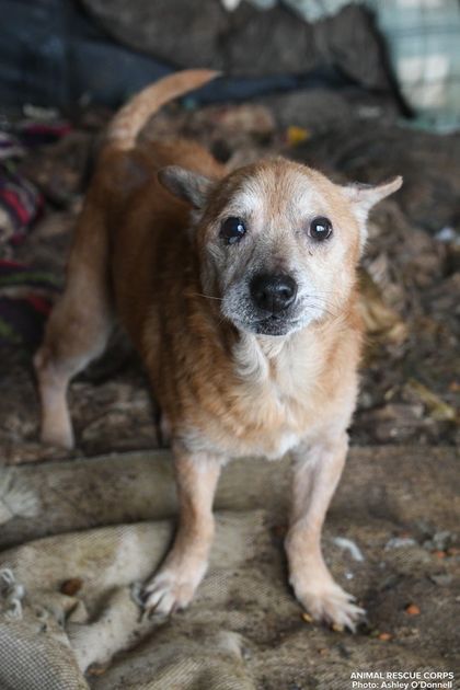 Reed — Animal Rescue Corps