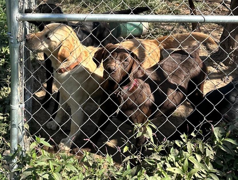 Operation September Sweeps — Animal Rescue Corps