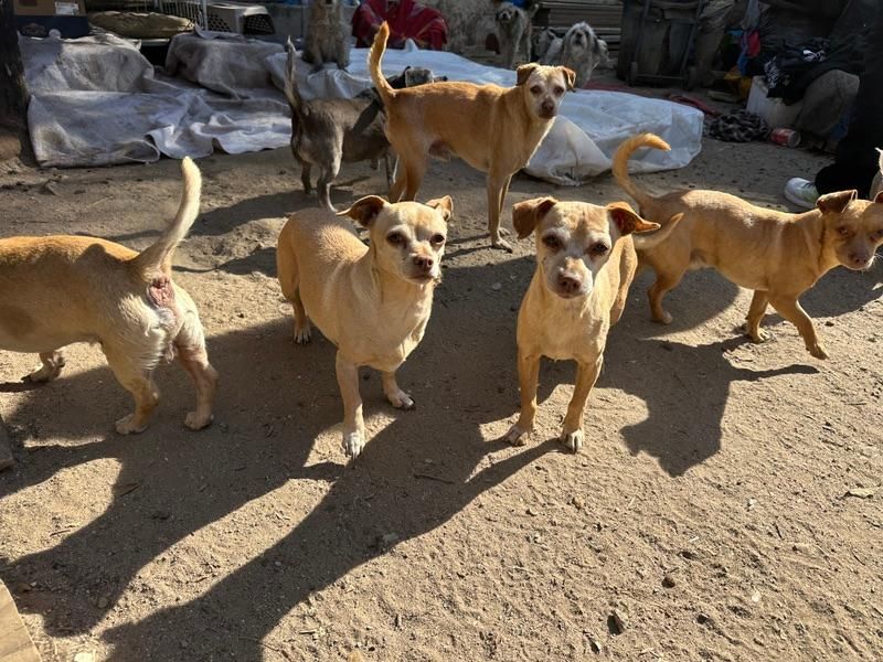 Operation Dusty Tails Video — Animal Rescue Corps