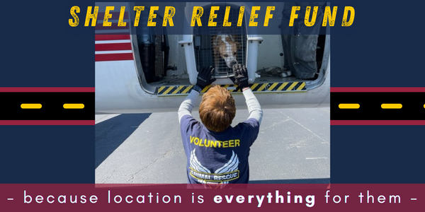 Shelter Relief Fund — Animal Rescue Corps